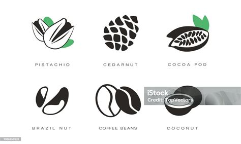 견과류와 씨앗 아이콘 설정 피스타치오 삼나무 열매 코코아 포드 브라질 커피 콩 흰색 배경에 코코넛 흑백 벡터 일러스트 레이 션 0명에 대한 스톡 벡터 아트 및 기타 이미지