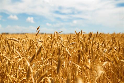 The Wheat And The Weeds The Foundry Community