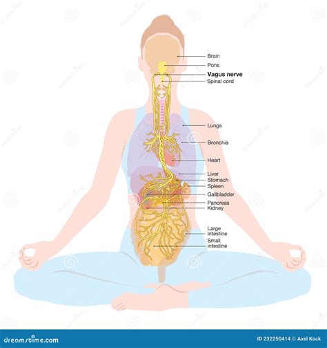 Vagus Nerve Diagram Cartoon Vector CartoonDealer Com 227838179