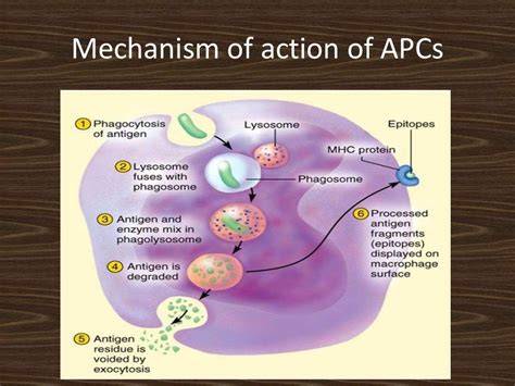 Antigen Presenting Cells Apc Antigen Presenting Cells Apc