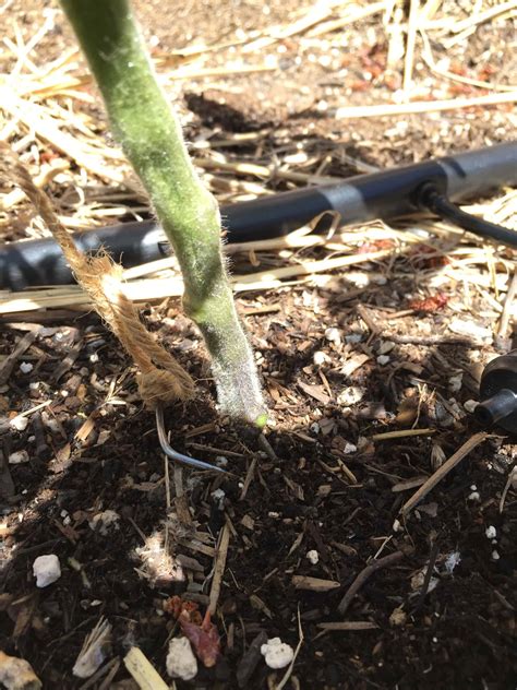 Trellising Tomatoes The Garden Delicious Portland OR