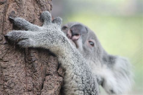 Koala Hands