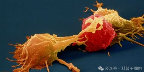 免疫治疗都会引发细胞因子风暴？一文带你详细了解！ 知乎