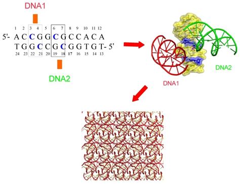 Design Of Crystal Lattice From Dna Sequence The Cytosines Represented