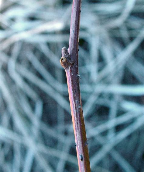 Rubus Idaeus Red Raspberry Go Botany