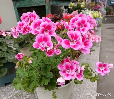 3月扦插正当时5种花剪根枝条插土里就生根 知乎