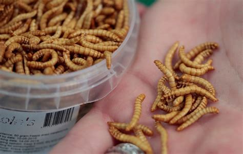 Edible Insects Take Flight In Singapore Restaurants Gear Up For Bug