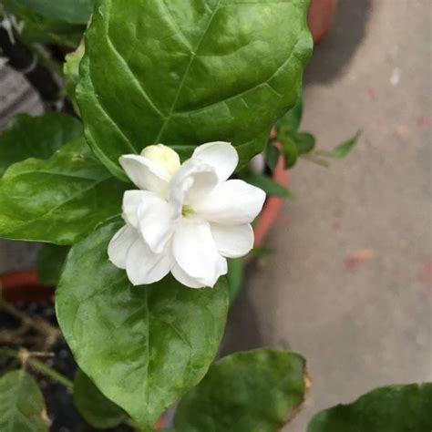 隨手拍的一些花草 每日頭條