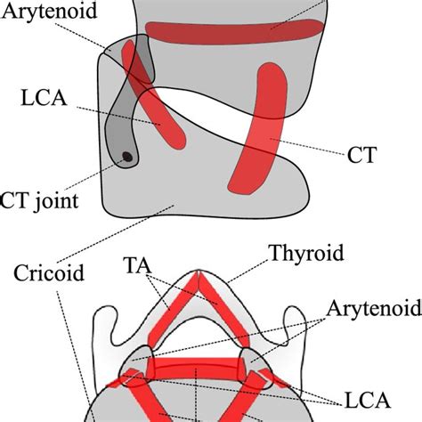 Color Online Lateral Schematic View Of The Infrahyoid Muscles Download Scientific Diagram