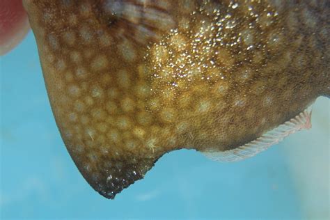 アミメハギ 2021 10 05 WEB魚図鑑