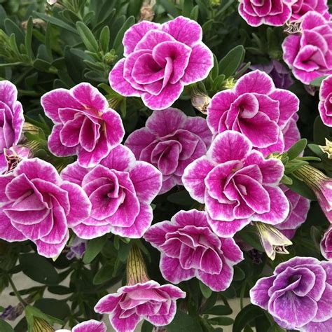 Superbells® Doublette Love Swept™ Order Online Calibrachoa Plant