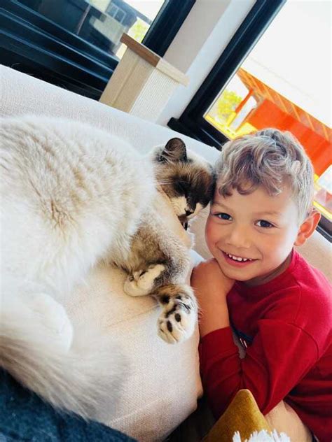 Update Found Missing Cat Have You Seen Poncho