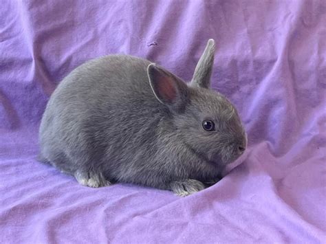 10 Rabbit Breeds Known For Their Affection