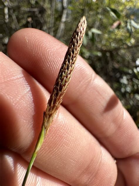 Baltzells Sedge In March 2023 By Matt Reala · Inaturalist