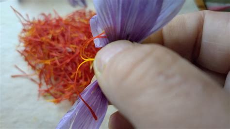 Cambridge Saffron