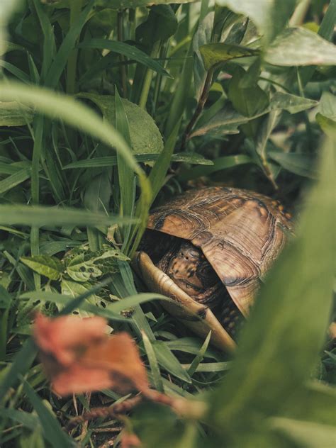 Can A Turtle Without A Shell Survive What You Need To Know Reptiles Crew