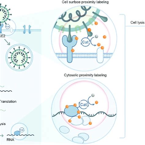 Virus Host Protein Microenvironment Mapping Protein Environments