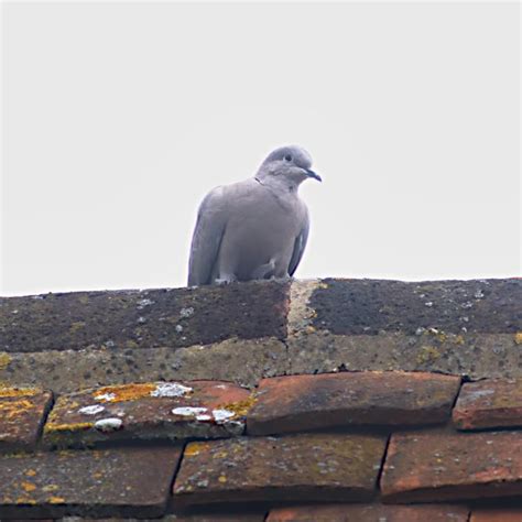 Kieran Triggs On Linkedin Kieran Triggs Photography On Instagram Sea Birds At Bosham Camera