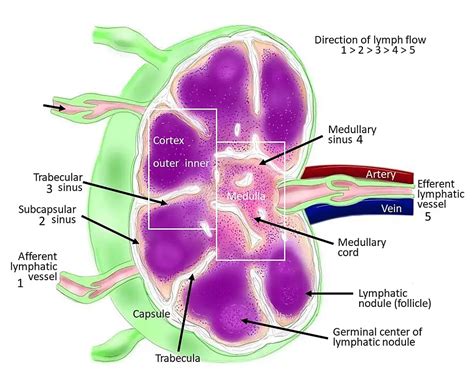 Lymph Nodes Definition Location Structure And Functions Biology Notes Online