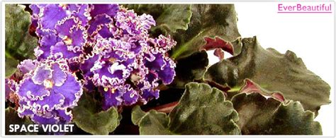 Optimara EverFloris: Space Violets Photo Gallery
