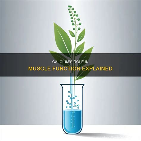 Calciums Role In Muscle Function Explained Cyvigor