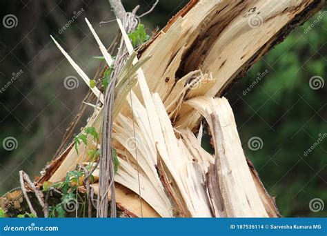 Cross Section Of A Wild Tree Fell Off Due To Heavy Rain In The Dense Woodland Area Chopped Off