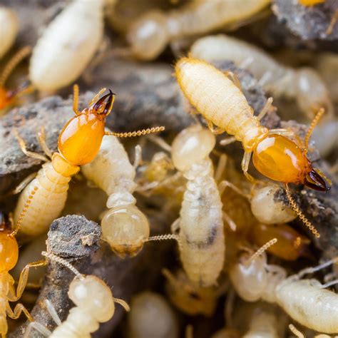 Diy Termite Control Myths Debunked Pest Control On The Central Coast Vital Pest Control