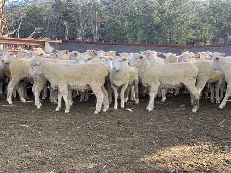 Lot 722 740 Mixed Sex Lambs Auctionsplus