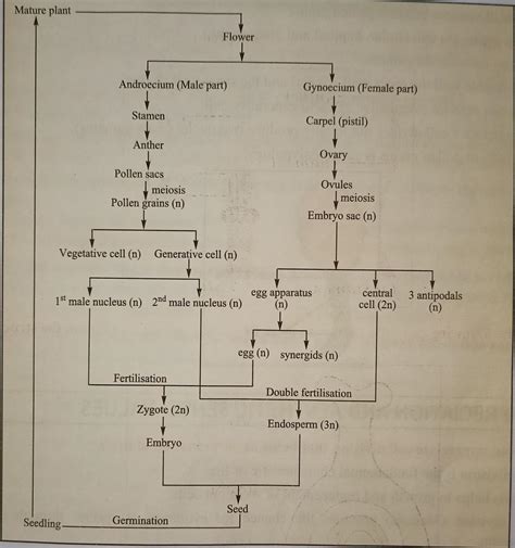 Observe The Given Below Flowchart Which Representing Sexual Off