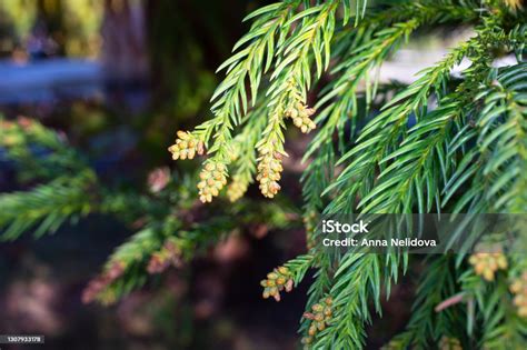 투자 옥시덴탈리스는 사이프러스 가족 인 Cupressaceae의 상록 수선 나무입니다 꽃 숲의 봄 0명에 대한 스톡 사진 및 기타 이미지 Istock