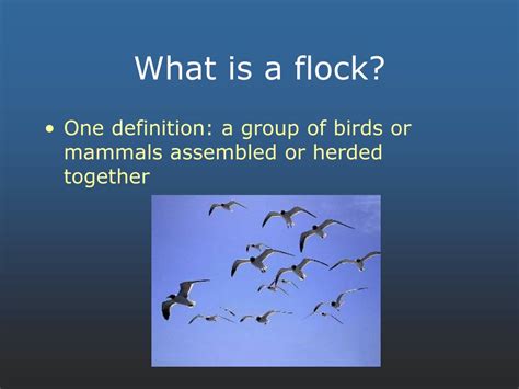 Flock Meaning