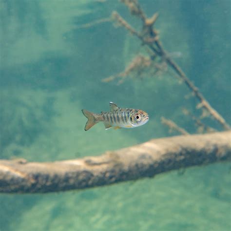 Juvenile Salmon Face An Incredible Journey As They Migrate From
