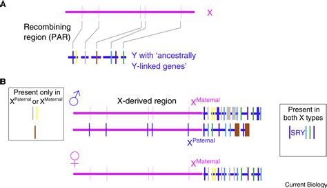Evolution Shape Shifting Vole Sex Determination And Sex Chromosomes Current Biology Evolution Shape Shifting Vole Sex Determination And Sex Chromosomes Current Biology