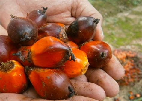 Forest And Climate Daemeter