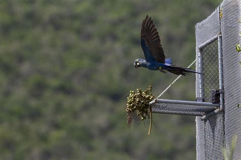 Lear S Macaw Reintroduction Reverse The Red