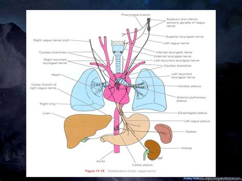 7 Anatomy Of Cranial Nerve In Snell Pptx Ppt Eye And Vision Conditions Diseases And 7 Anatomy Of Cranial Nerve In Snell Pptx Ppt Eye And Vision Conditions Diseases And