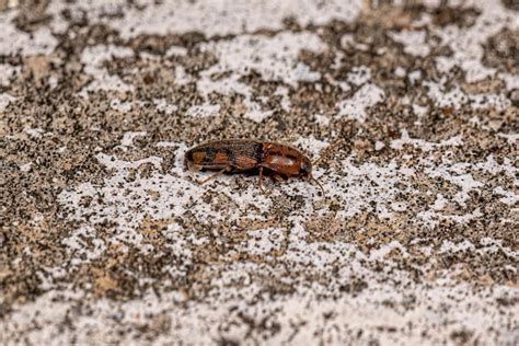 Premium Photo Adult Click Beetle