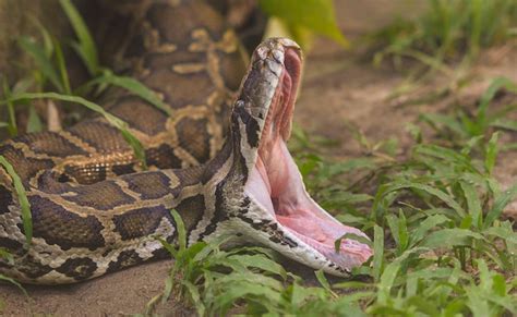 Indonesian Woman Swallowed By Python Near Home Husband Found Slipper Pants