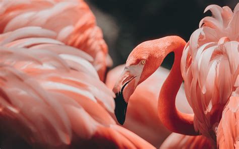 Pink Flamingo Wallpapers Top Free Pink Flamingo Backgrounds
