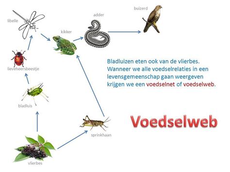 Een Voedselketen Ppt Download