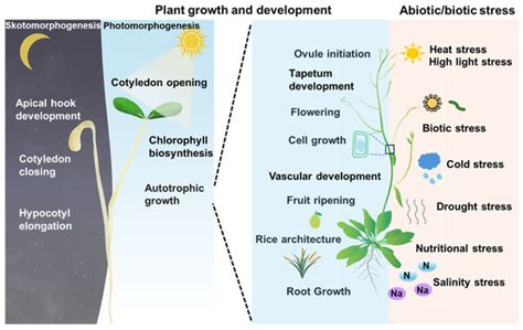 Interaction Of The Transcription Factors Bes1 Bzr1 In Plant Growth And