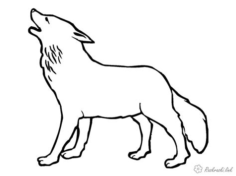 волк Раскраски распечатать бесплатно