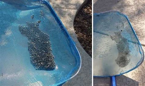 Explore The Fascinating Appearance Of Frog Eggs In A Pool Vital Frog