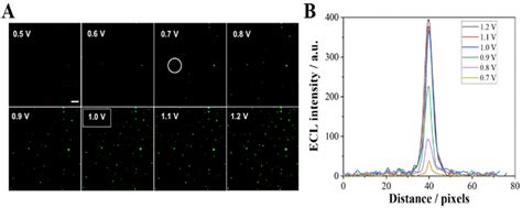 Enhanced Electrochemiluminescence Imaging Of Single Cell Membrane
