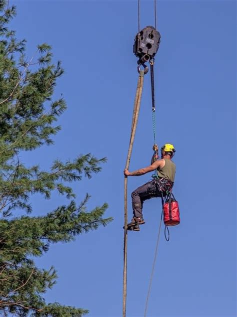 The Tree Connection Tree Services Coatesville PA