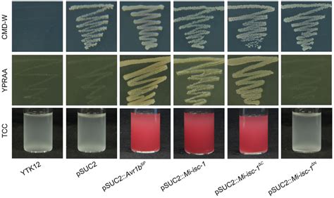 Validation Of Mi‐isc‐1 Secretion Using The Yeast Secretion Trap Assay Download Scientific
