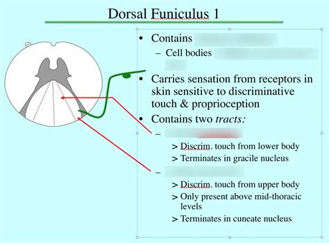 Dorsal Funiculus Diagram Quizlet
