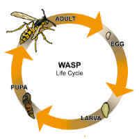 Wasp Chemical Control And Insecticide Products Mgk®