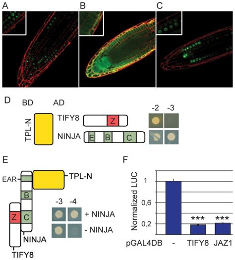 Ac Tify8 Localizes To The Nucleus Confocal Root Tip Imaging Of