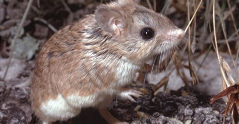 Grasshopper Mouse A Z Animals